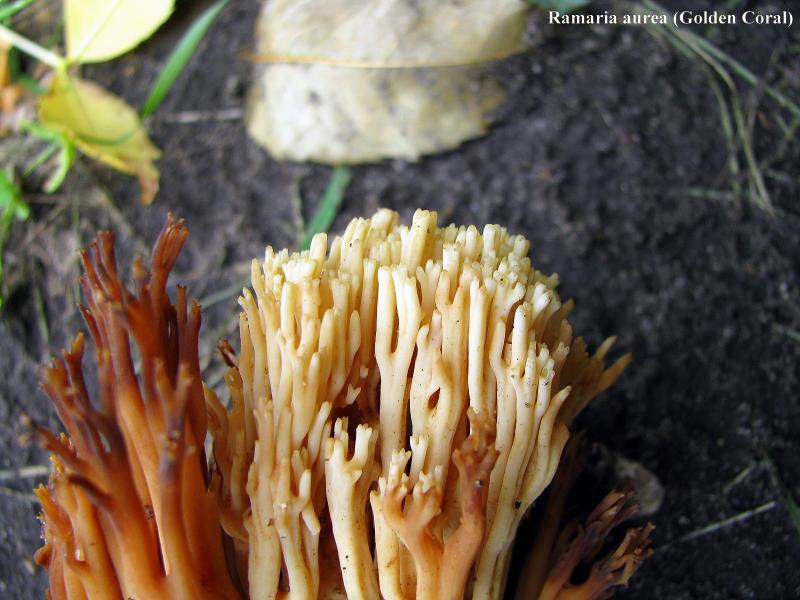 Ramaria aurea