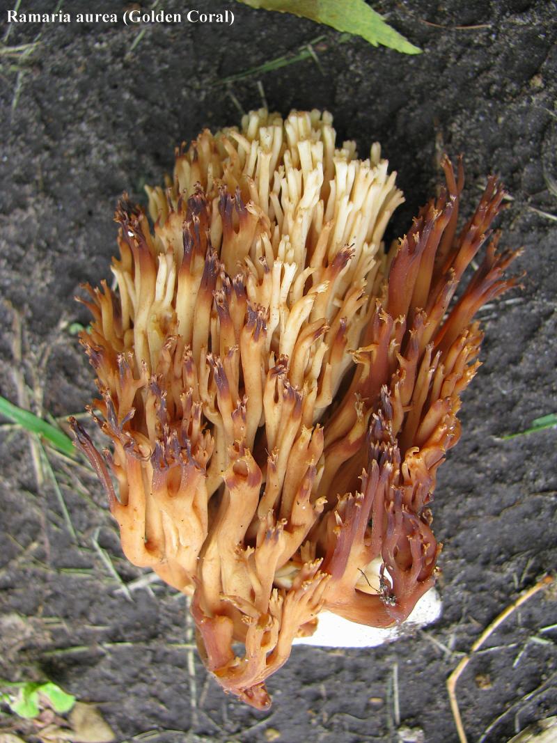 Ramaria aurea